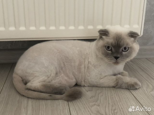 Отдам кота шотландец вислоухий в добрые руки