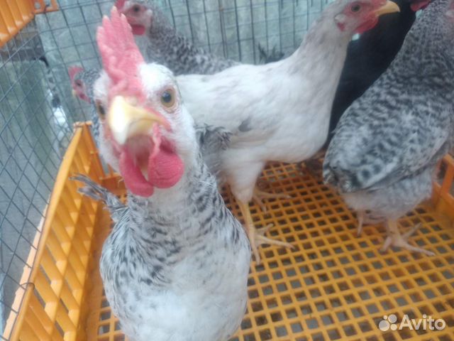 Петушки 2 месяца