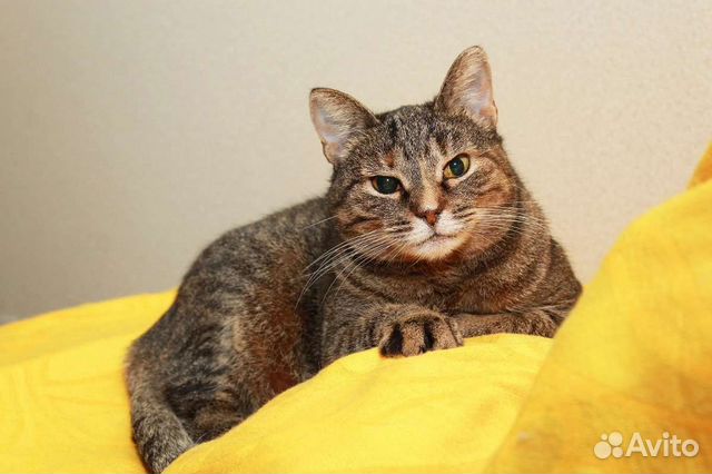 Кошка в добрые руки