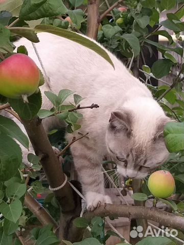 Потерялся котенок пос. Восход