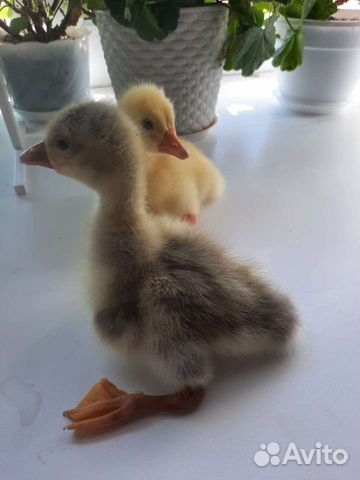 Гусята суточные