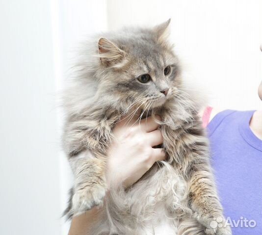 Пушистик Сан-Себастьян в добрые руки