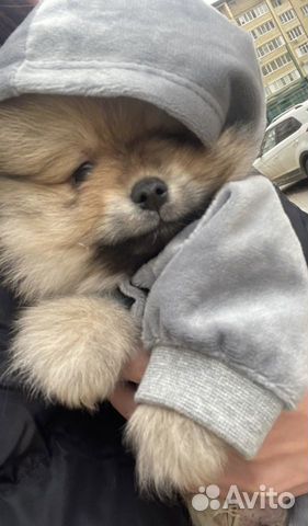 Померанский шпиц мишка