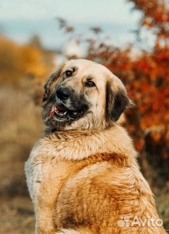 Невероятная Зося