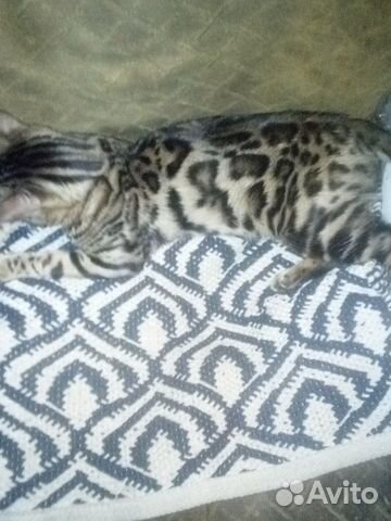 Бенгальские кот и кошка