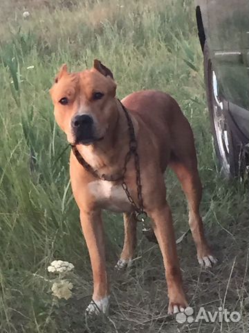 Щенок амстафф