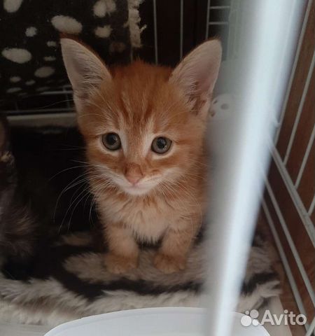 Рыжий Малыш Шустрик в дар