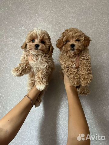 Мальтипу Ф1 элитные малыши Темная Карамель