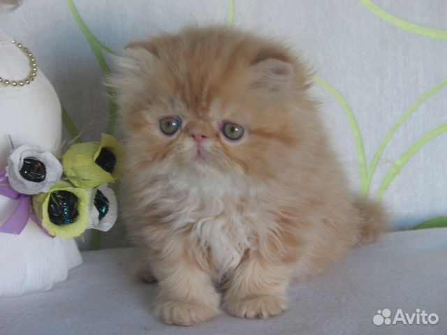 Персидский котик