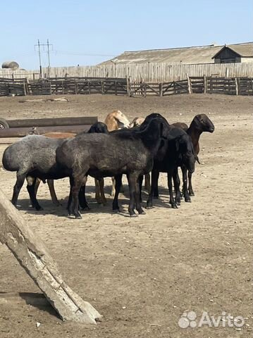 Плем бараны