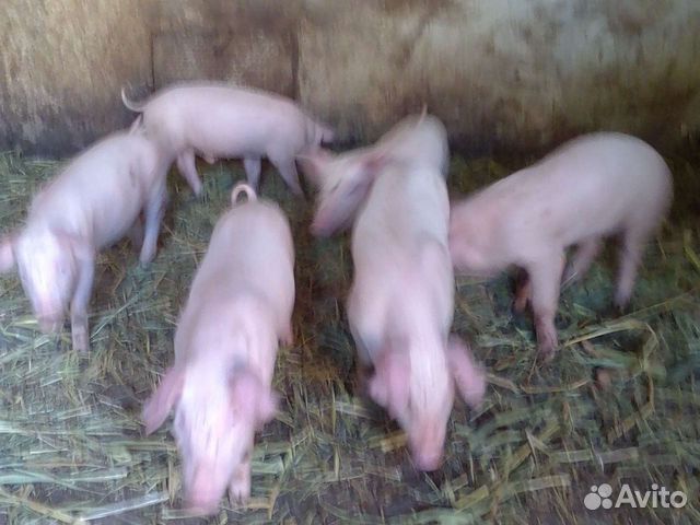 Поросенок ландрас+пьетрен