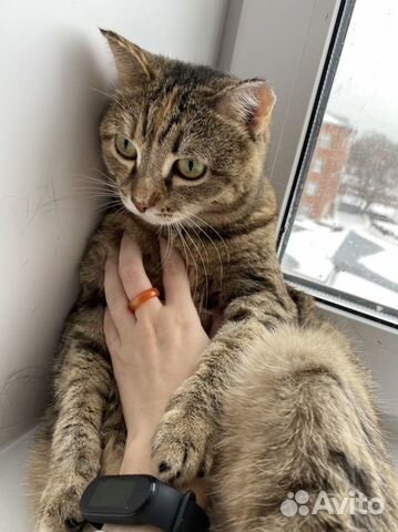 Ищет дом пучеглазенькая Улиточка