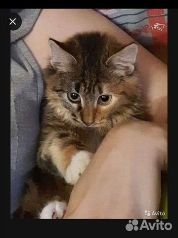Кошечка разноцветная