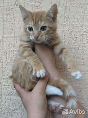 Рыжик ищет дом