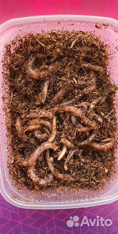 Черви,опарыш