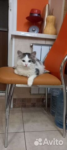 Котёнок-пушистик