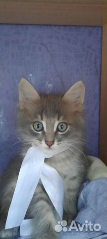 Кошки в добрые руки бесплатно
