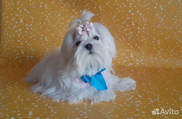 Мальтезе мальтийская болонка