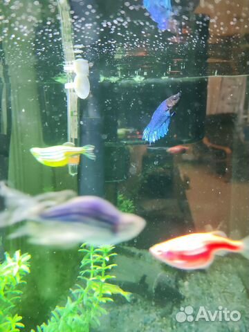 Аквариум с рыбками
