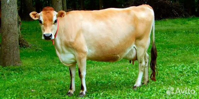 Коровы дойные молочные