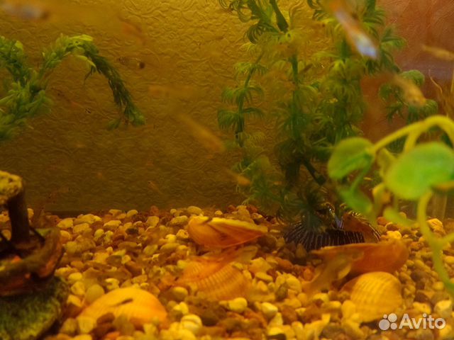 Отдам мальки гуппи