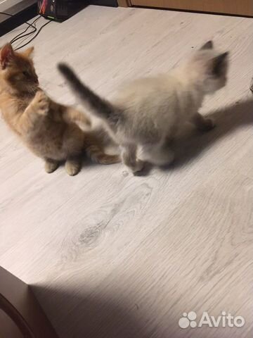 Отдам котят бесплатно