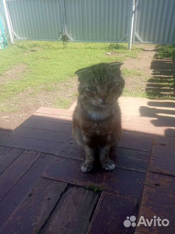 Вислоухий котик