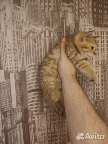 Британские котята