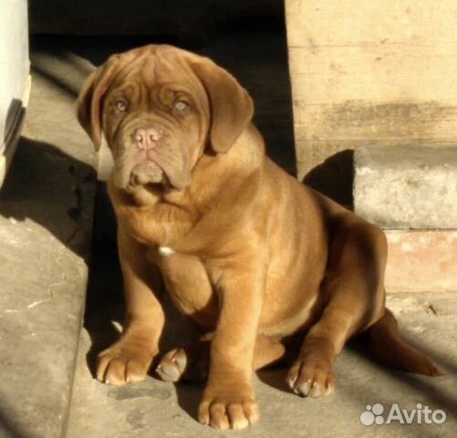 Шикарная девочка Французского мастифа