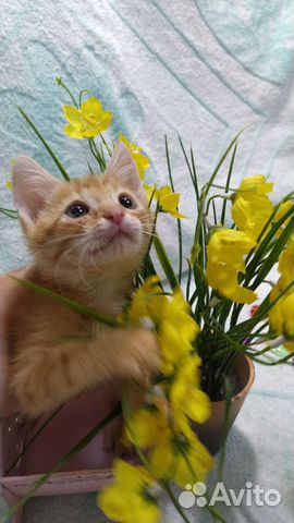 Котята