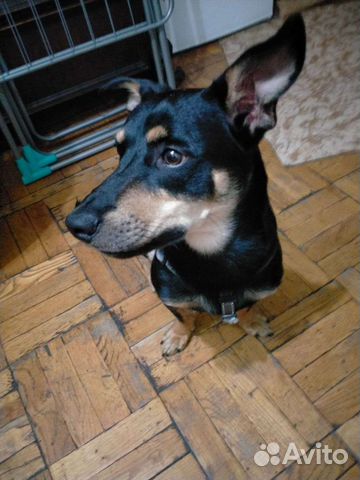 Собаки бесплатно в добрые руки щенки