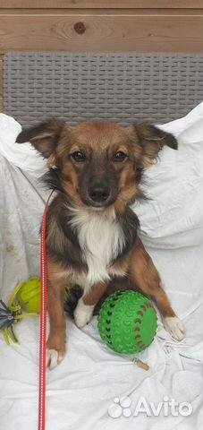 Маленькая собака в добрые руки