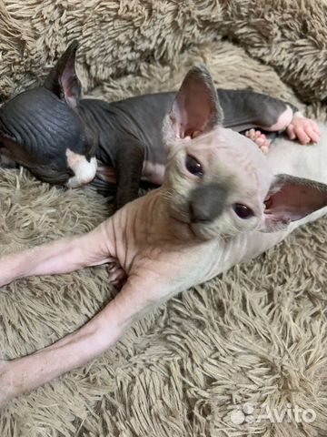 Канадский сфинкс