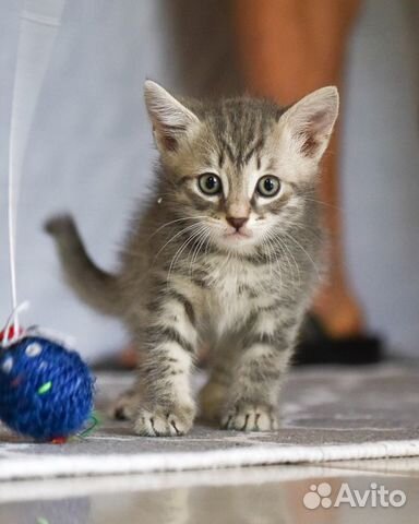 Котёнок -мальчик,голубого окраса