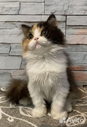 Британская длинношерстная кошка