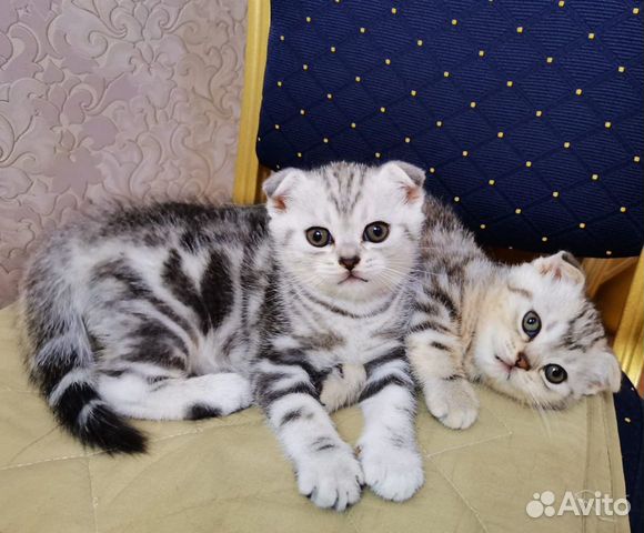Шотландские вислоухие котята мраморные