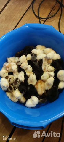 Цыплята несушки