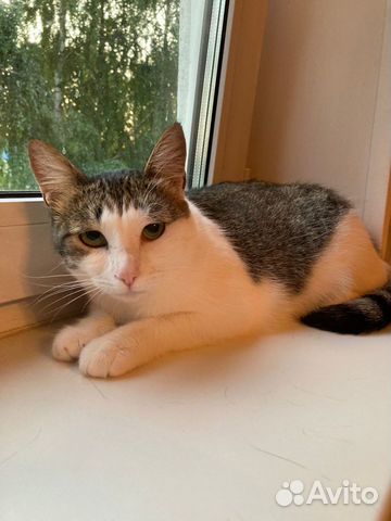 Кошке очень нужна семья