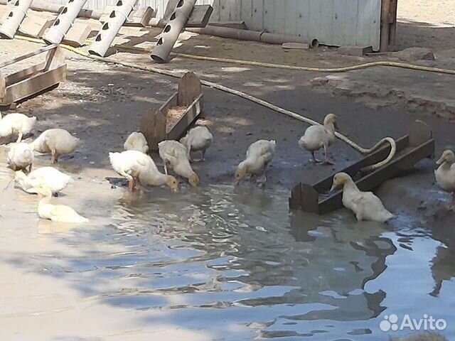 Утята Старт 53 (французы)