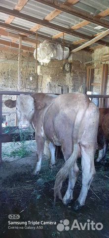 Бык симентал