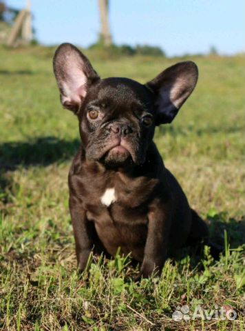 Шоколадная Ириска