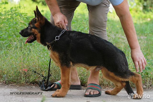 Очень перспективный немец