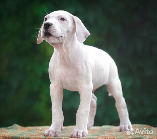 Аргентинский дог