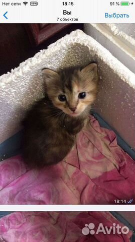 Кошки в добрые руки бесплатно