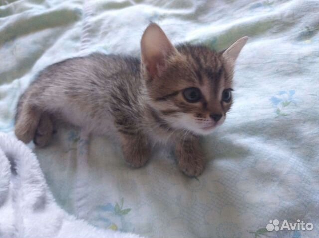 Котята в добрые руки даром