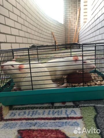 Крысы альбиносы