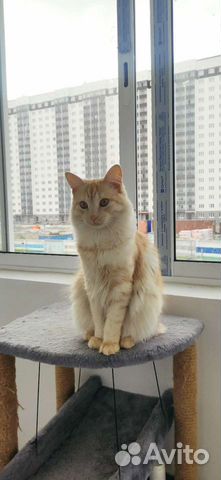 Кот вязка