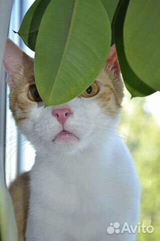 Кот Рамзес в добрые руки