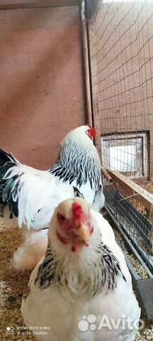 Брама Колумбия семья