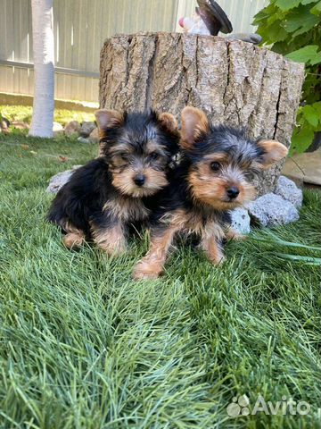 Йоркширский терьер щенки